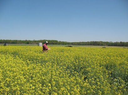Organic Canola Production in NC | NC State Extension