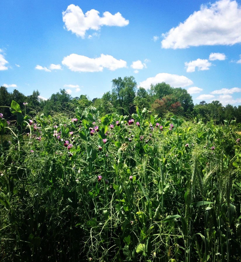 New Research on Winter Peas for Forage, Grain, and as Cover Crop in NC ...